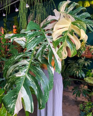 PLANTOEM - Updated June 2024 - 457 Photos & 98 Reviews - 3457 Waialae ...