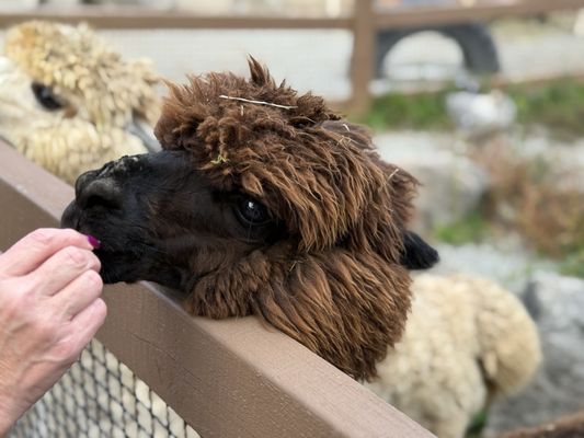LIVING TREASURES ANIMAL PARK - Updated May 2026 - 64 Photos & 49 ...