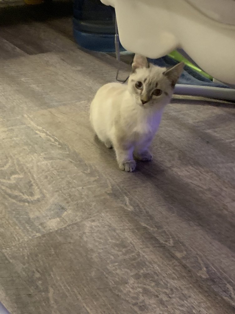 WINDRUNNER PETS - Updated October 2025 - Vista, California - Animal ...