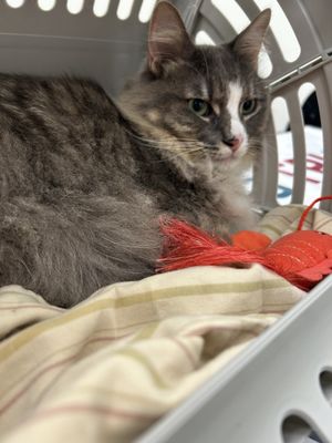 LEE ANIMAL HOSPITAL - Updated January 2026 - 108 Photos & 137 Reviews ...