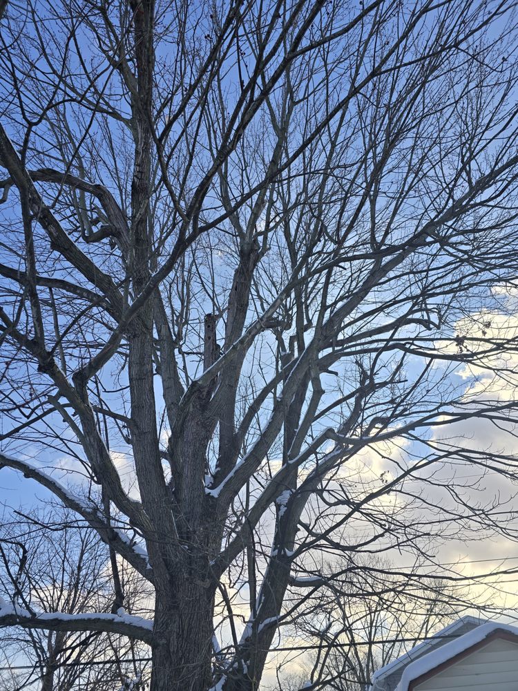 PRECISION TREE SERVICE - Updated June 2025 - 43 Photos - 4532 Decoursey ...