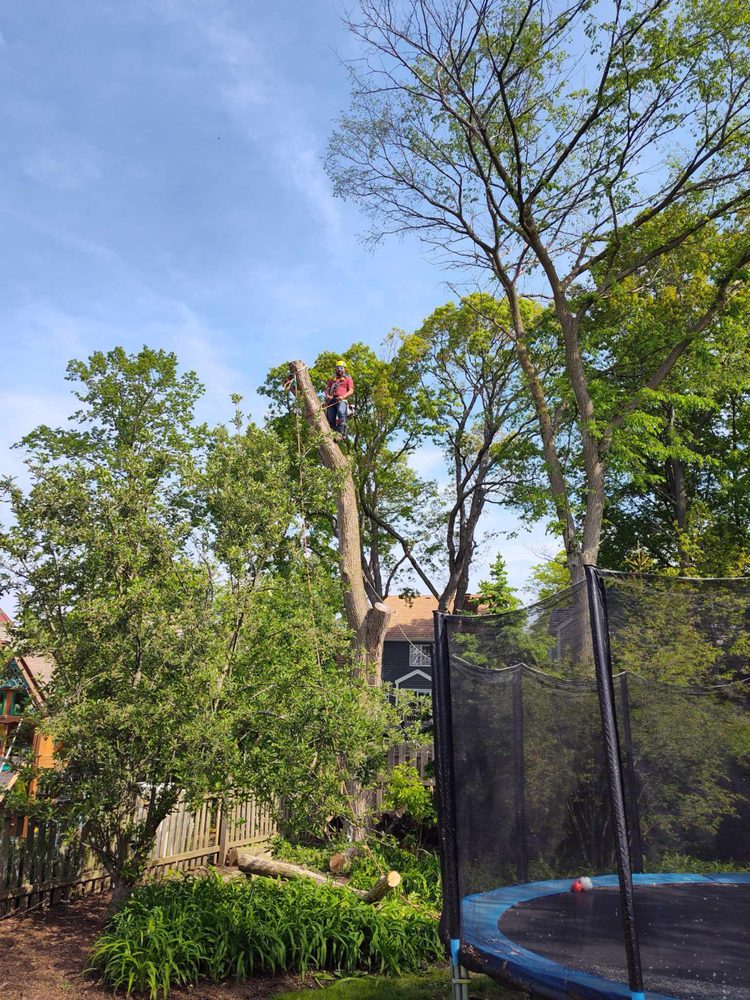 ARBOR WORK TREE SERVICE - Updated October 2025 - Request a Quote - 2927 ...