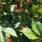 BUTLER’S ORCHARD - 549 Photos & 325 Reviews - Farmers Market - 22222 ...