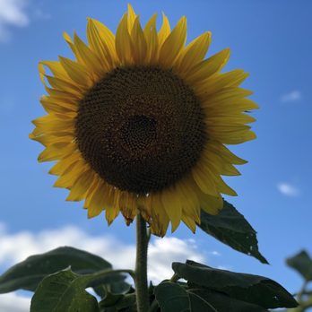 DIXIE ORCHARDS - Updated December 2025 - 53 Photos & 10 Reviews - 14309 ...