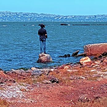 COYOTE POINT RECREATION AREA - Updated June 2025 - 661 Photos & 238 ...