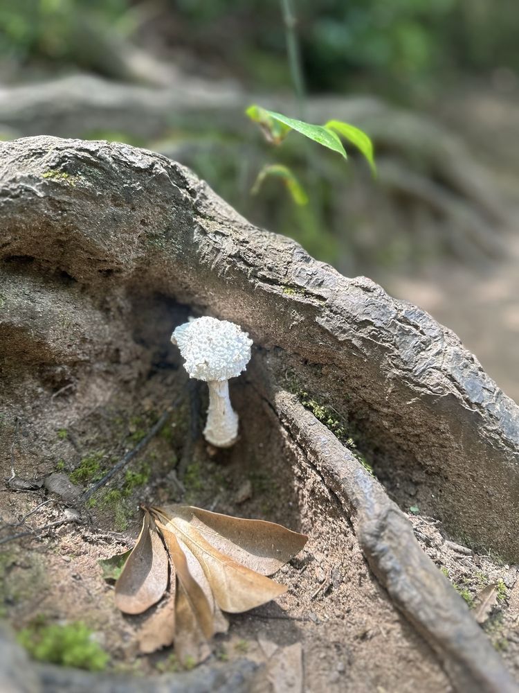 CONESTEE NATURE PRESERVE - Updated January 2026 - 134 Photos & 33 ...