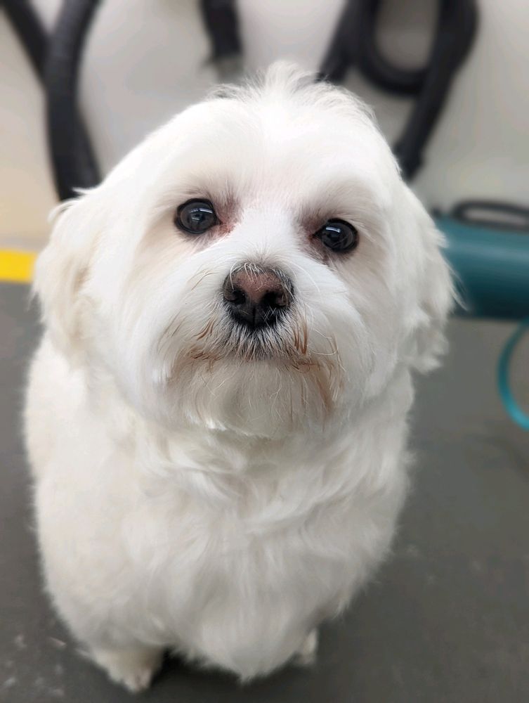 COMB & COLLAR MOBILE GROOMING - Updated January 2025 - 49 Photos & 18 ...