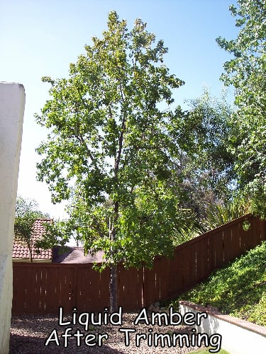 ANDY’S TREE SERVICE - Updated December 2024 - 14 Photos & 43 Reviews ...