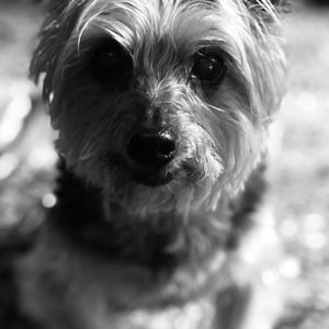 HIGH RIDGE ANIMAL HOSPITAL - 2612 Gravois Rd, High Ridge, Missouri ...