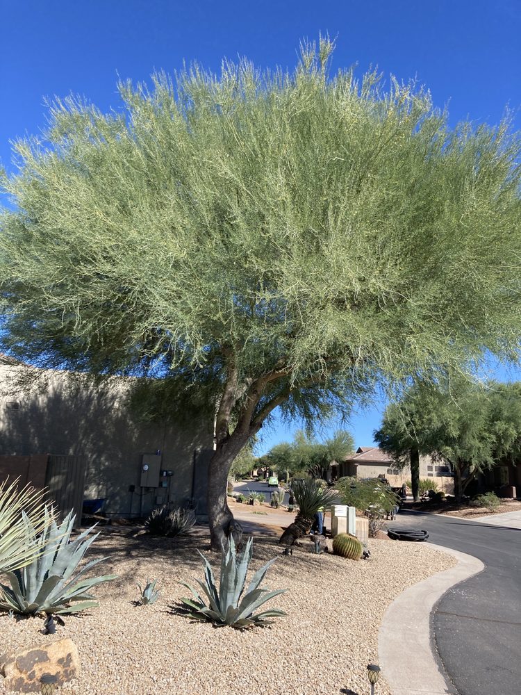 SAM THE TREE GUY - Updated July 2025 - 24 Photos & 18 Reviews ...