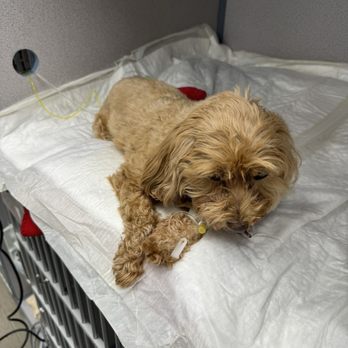 THE REGIONAL VETERINARY REFERRAL CENTER - Updated December 2025 - 28 ...