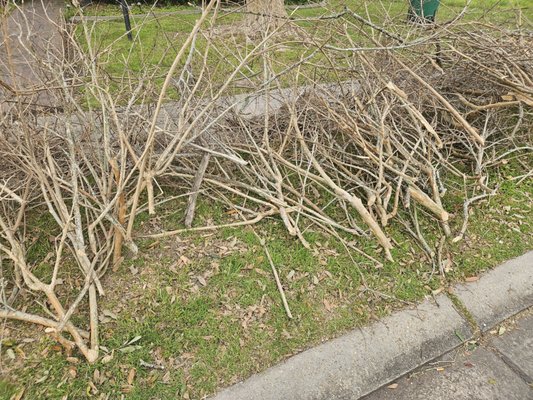 ABC PROFESSIONAL TREE SERVICES - Updated October 2025 - 20 Photos & 32 ...