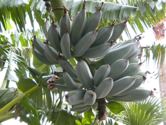 TROPICA MANGO RARE AND EXOTIC TROPICAL FRUIT TREE NURSERY - Updated ...