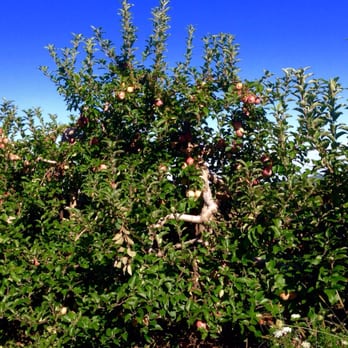 FORGE HILL ORCHARDS - Updated September 2025 - 135 Blossom Dr, Mount ...