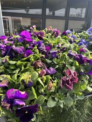 BAMBOO NURSERY & GARDEN SUPPLIES - Updated January 2026 - 28 Photos ...