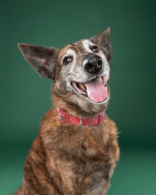 PAW PRINT STUDIO - 21 Blue Ridge Ln, West Hartford, Connecticut - Pet ...