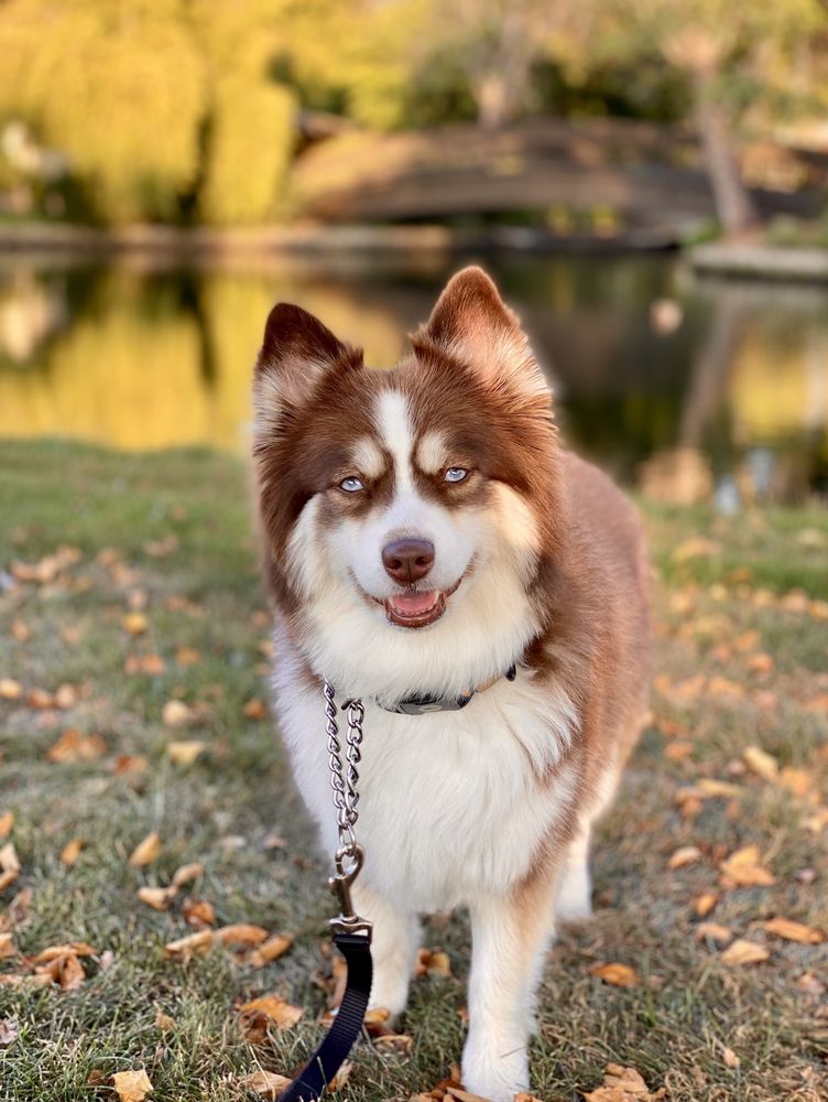 WOOF & WASH PET GROOMING - Updated August 2024 - 295 Photos & 130 ...