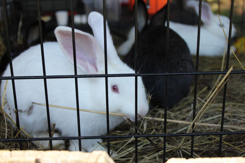 HIDDEN RIVERS FARM - 11 Photos - 169 Goose Pond Rd, Hartselle, Alabama ...