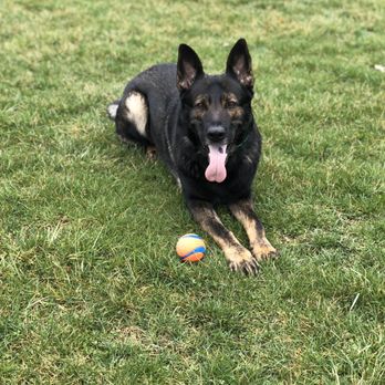 THE POOCH PITT - Updated December 2025 - 13 Photos & 47 Reviews - 2873 ...