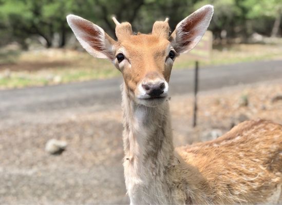 NATURAL BRIDGE WILDLIFE RANCH - Updated May 2024 - 1728 Photos & 548 ...