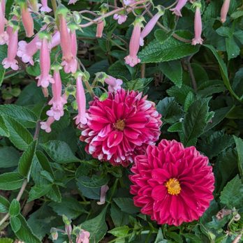 JC RAULSTON ARBORETUM - Updated December 2025 - 693 Photos & 113 ...