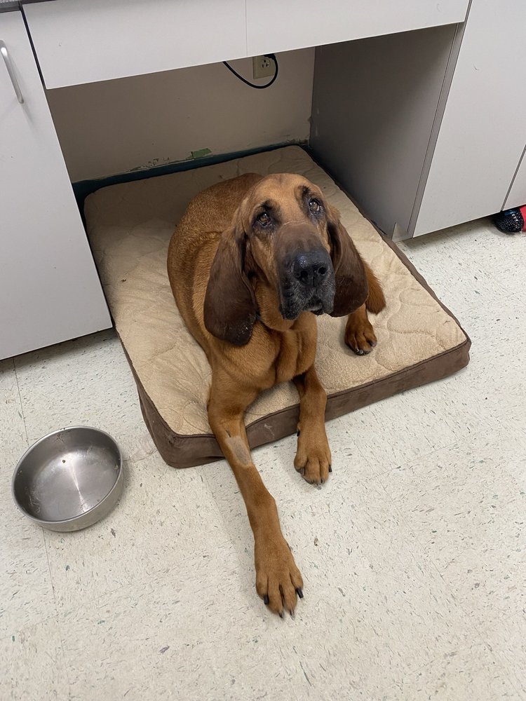 BUCKNER ANIMAL CLINIC - Updated December 2025 - 23 Photos - 4121 W Hwy ...