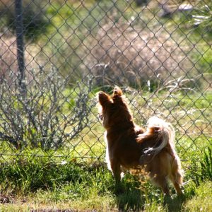 YUCCA VALLEY ANIMAL SHELTER - Updated May 2025 - 153 Photos - 4755 ...
