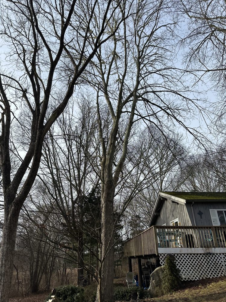 DYNAMIC TREE WORKS - Updated May 2026 - Request a Quote - Pawcatuck ...