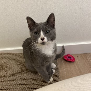 OREGON HUMANE SOCIETY - Updated July 2024 - 146 Photos & 221 Reviews ...