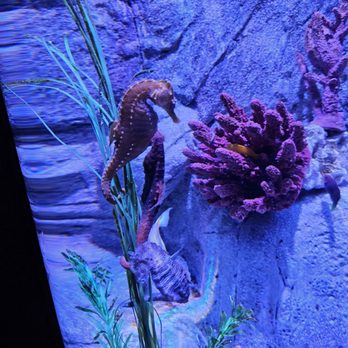 SEA LIFE GRAPEVINE AQUARIUM - Updated October 2025 - 506 Photos & 278 ...