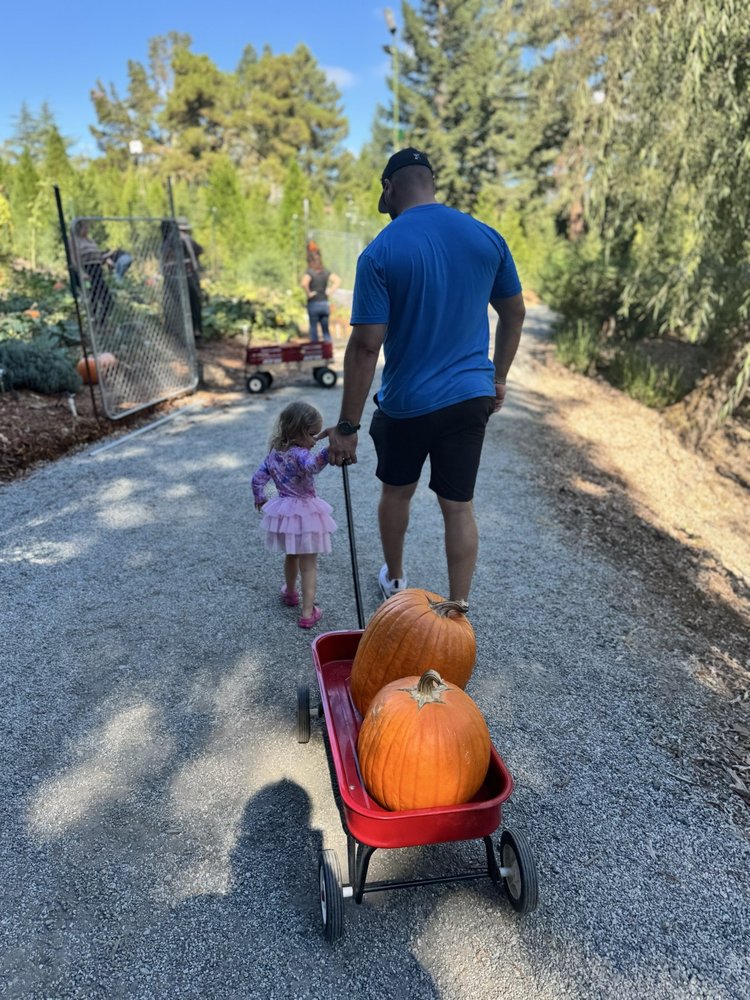 PATCHEN CALIFORNIA CHRISTMAS TREE FARMS - Updated December 2025 - 85 ...