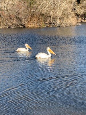 HESPERIA LAKE PARK & CAMPGROUND - 131 Photos & 62 Reviews - 7500 ...