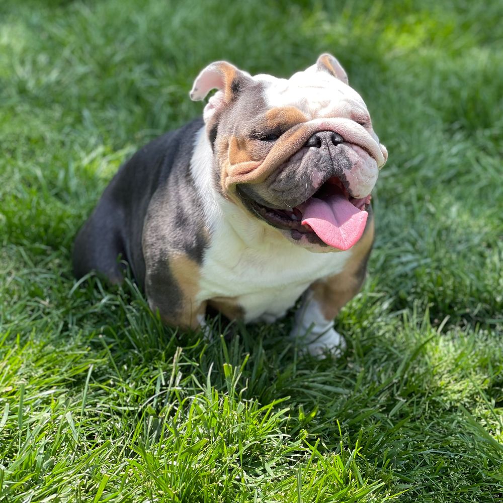 PENNY AND JUNE FANCY ENGLISH BULLDOGS - Updated August 2025 - Request ...