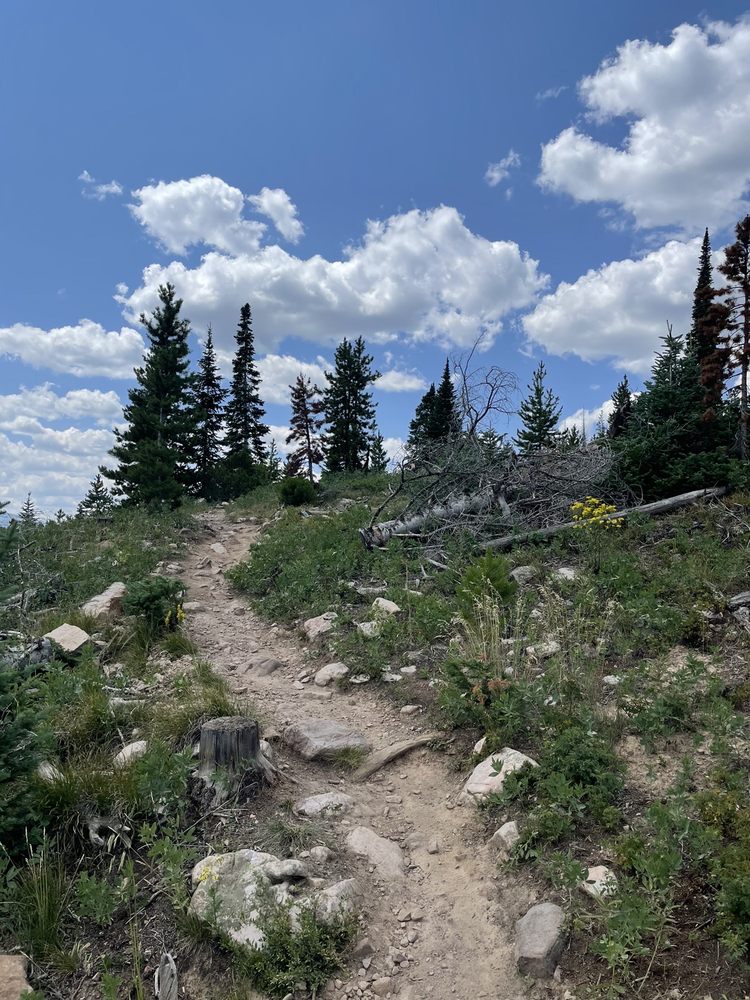 GOLD RUN TRAIL - Updated June 2025 - 28 Photos - 952 Gold Run Rd ...