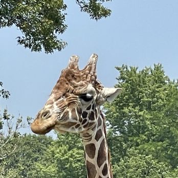 NIABI ZOO - Updated July 2025 - 227 Photos & 48 Reviews - 13010 Niabi ...