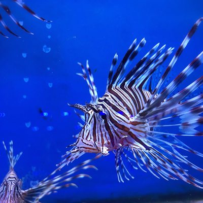 BIG AL’S - Updated August 2024 - 56 Photos & 32 Reviews - 850 Dundas ...