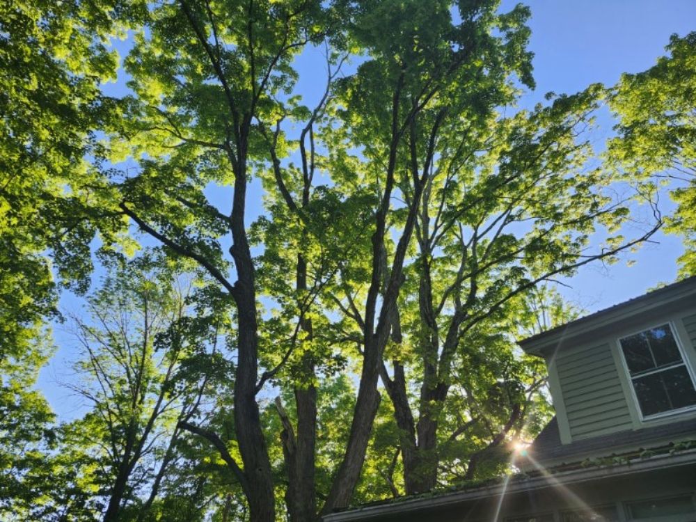 ROJAS TREE SERVICE - Updated September 2025 - 25 Photos - Westbrook ...