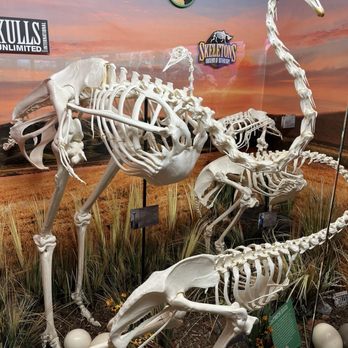SKELETONS MUSEUM OF OSTEOLOGY - Updated October 2025 - 552 Photos & 165 ...