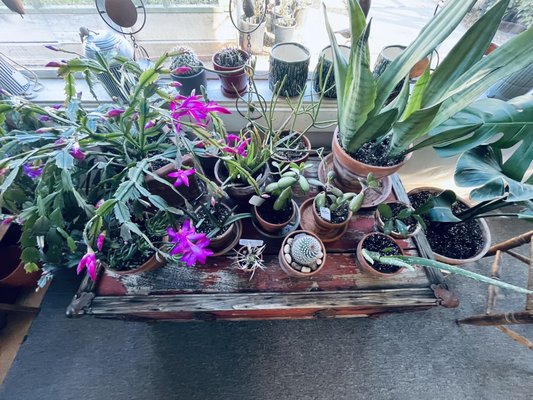 THE NATIVE GARDEN - Updated January 2026 - 26 Photos & 10 Reviews - 602 ...