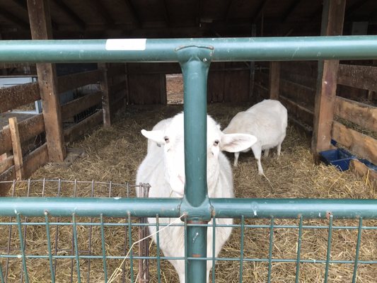 CHERRY GROVE FARM - 59 Photos & 31 Reviews - 3200 Lawrenceville Rd ...