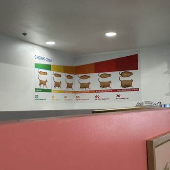 DON’T STRESS MEOWT - CAT CAFE - Updated December 2025 - 311 Photos & 41 ...