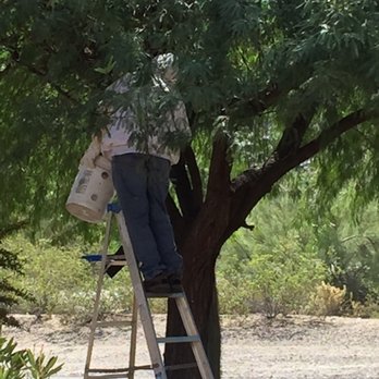 ASAP BEE REMOVAL - Updated February 2025 - 47 Photos & 92 Reviews ...