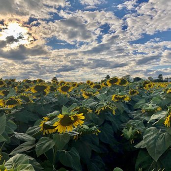 DIXIE ORCHARDS - Updated December 2025 - 53 Photos & 10 Reviews - 14309 ...