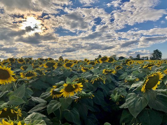 DIXIE ORCHARDS - Updated August 2024 - 53 Photos & 10 Reviews - 14309 ...