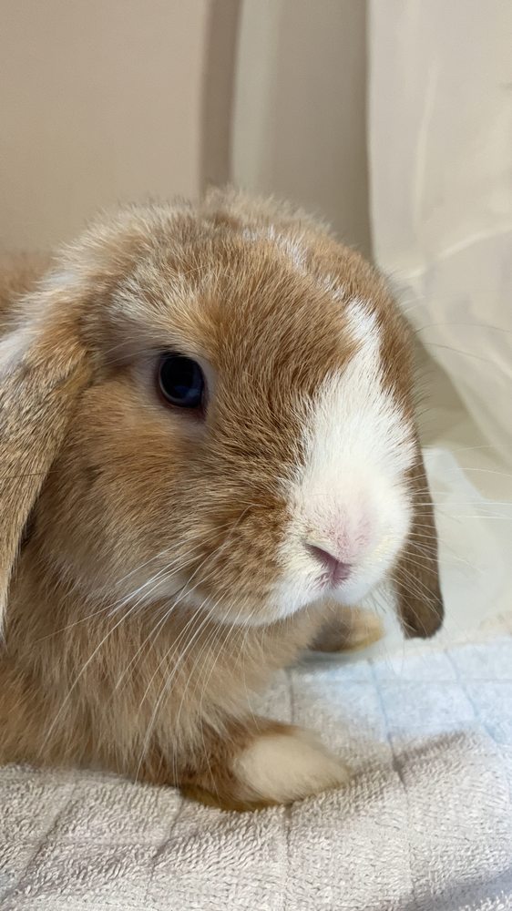 MEADOW BLOOM RABBITRY - Updated July 2025 - 12 Photos - Maple Valley ...