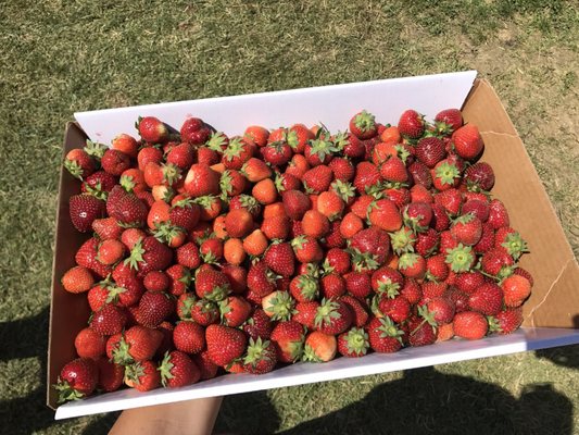 STOKES BERRY FARM - Updated October 2025 - 15 Photos - 2822 Center Rd ...