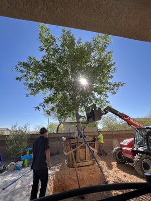 MOON VALLEY NURSERIES TREE SERVICE - Updated December 2025 - 47 Photos ...