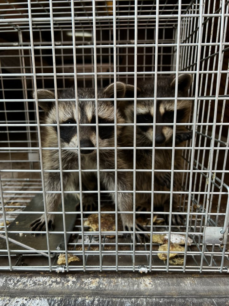 AP PEST CONTROL - Updated June 2026 - 52 Photos & 56 Reviews - 2514 ...