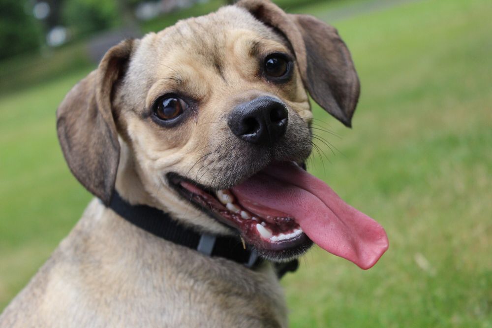 MT SCOTT COMMONS APARTMENTS - Updated August 2025 - 11299 S E Stevens ...