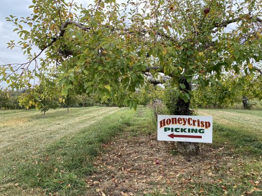 APPLE BARN ORCHARD & WINERY - 38 Photos & 63 Reviews - W6384 Sugar ...